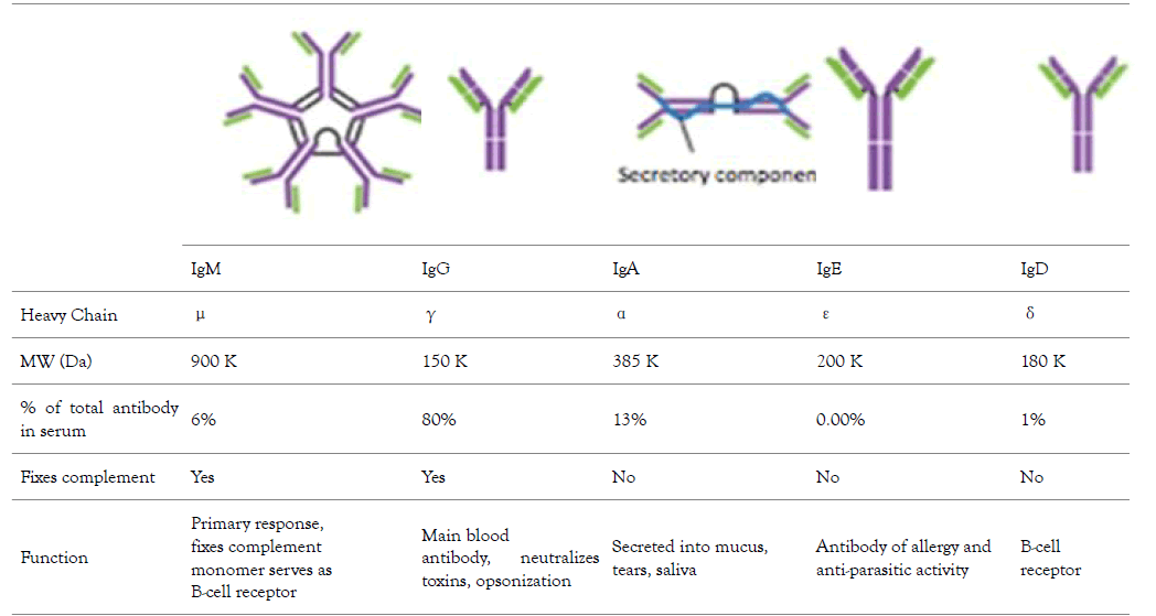 Table 1 The Different Types Of Human Immunoglobulin Their Abundance Table 1 The Different Types Of Human Immunoglobulin Their Abundance