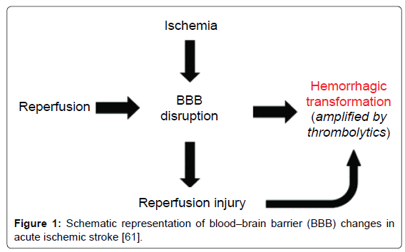 Ischemia-reperfusion Injury in the Brain: Mechanisms and Potentia