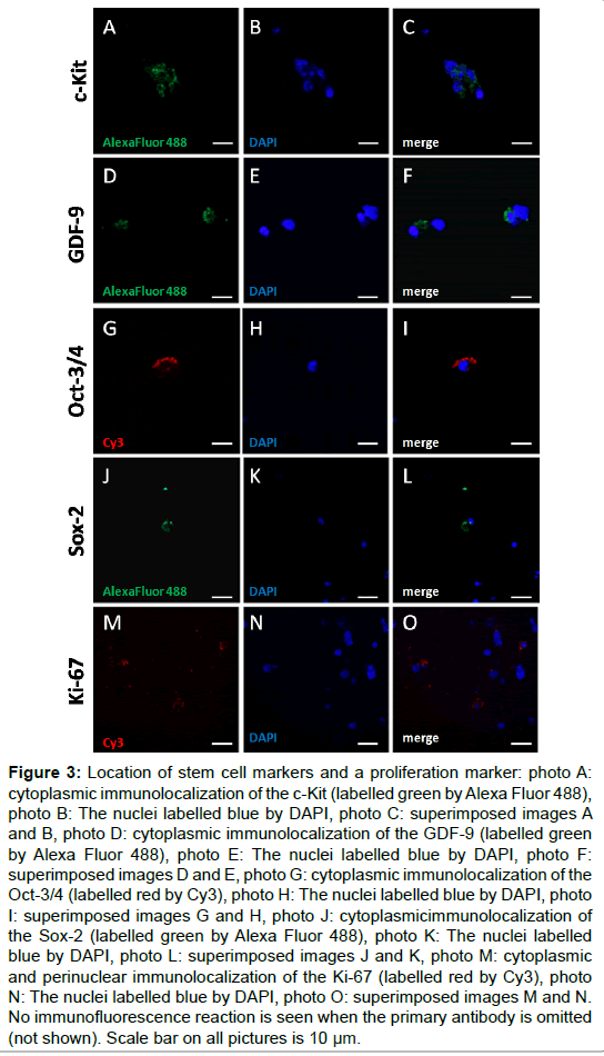 fertilization-proliferation-marker
